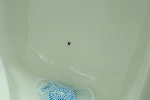 Things that the little fly in urinals can teach you about design