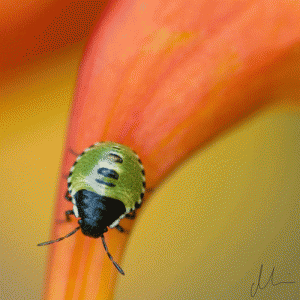 20 excellent examples of macro photography shots
