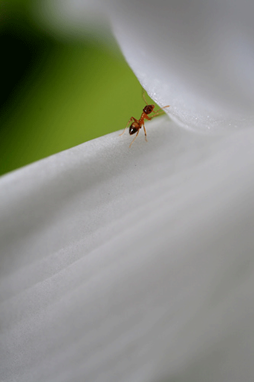 20 excellent examples of macro photography shots