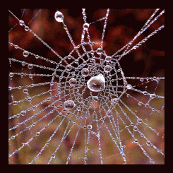 20 excellent examples of macro photography shots