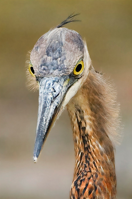 20 awesome examples of bird photography