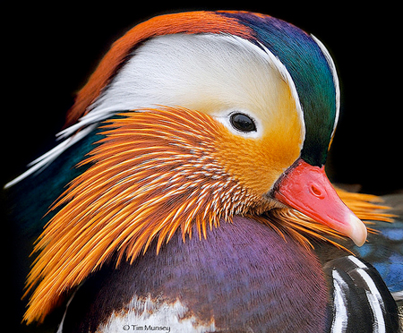 20 awesome examples of bird photography