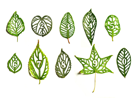 Intricately designed cut leaf typography