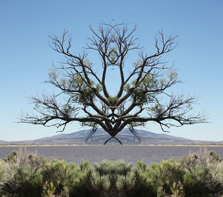 Mirror trees by Traci Griffin