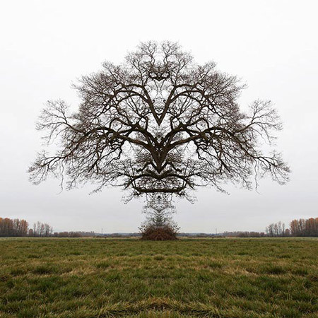 Mirror trees by Traci Griffin