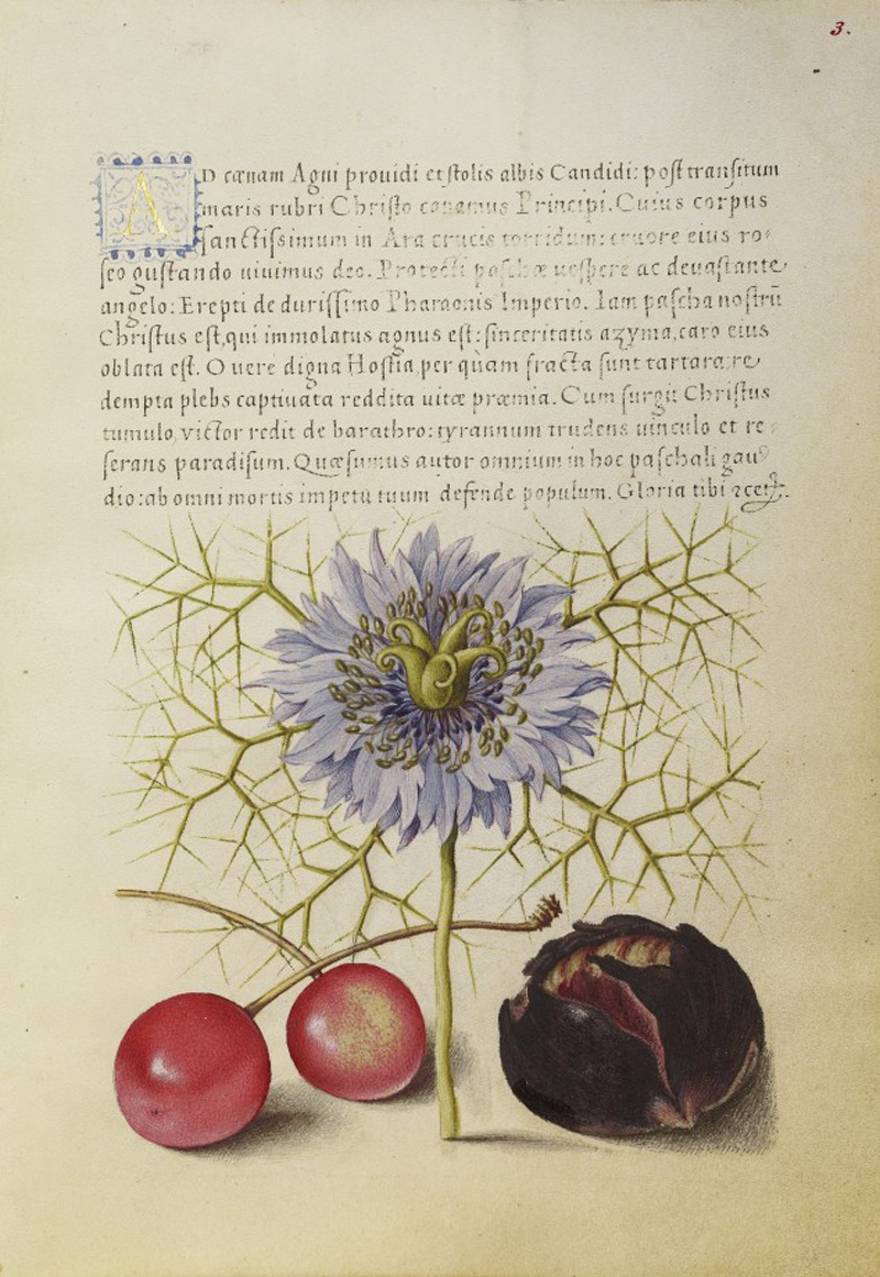Mira calligraphiae monumenta, a calligraphy book from 1561