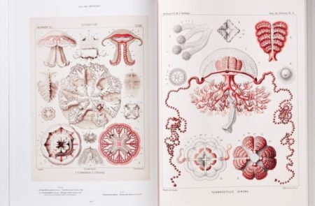 Illustrations of microbes as a form of art, a look at Ernst Haeckel's work